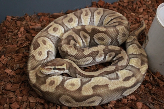 Pastel Mojave Enchi Het Vpi Axanthic Ball Python by Mario's Morphs