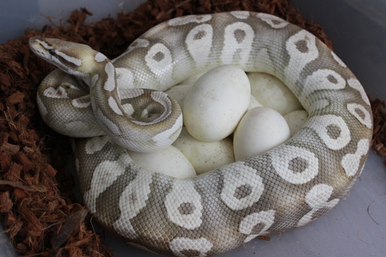 Pastel Sulfur Mojave Vpi Axanthic Ball Python by Mario's Morphs