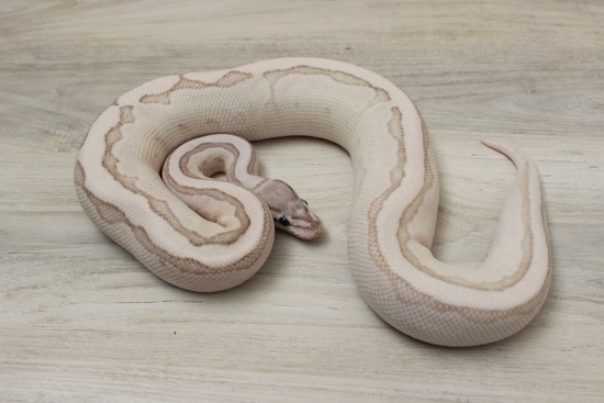 Orange Dream Lesser Pinstripe Vpi Axanthic Ball Python by Mario's Morphs