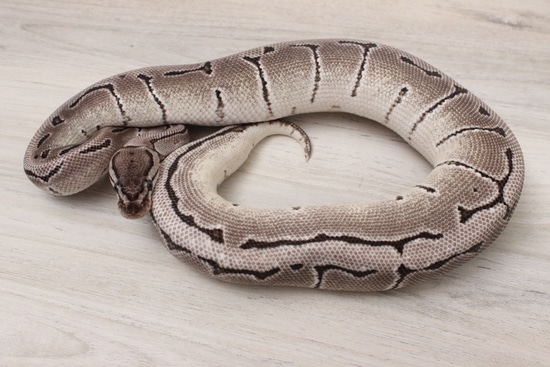 Orange Dream Pinstripe Vpi Axanthic Ball Python by Mario's Morphs