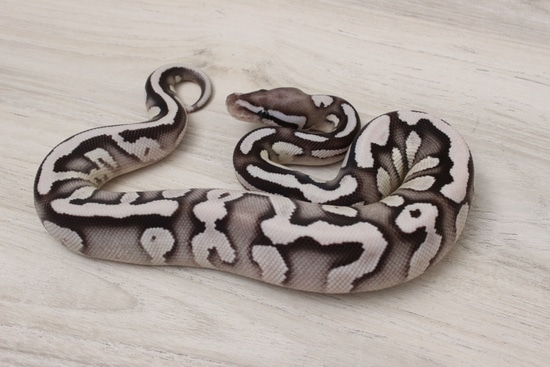 Orange Dream Sulfur Mojave Vpi Axanthic Ball Python by Mario's Morphs