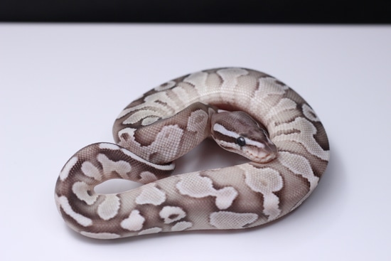 Sulfur Lesser Vpi Axanthic Ball Python by Mario's Morphs