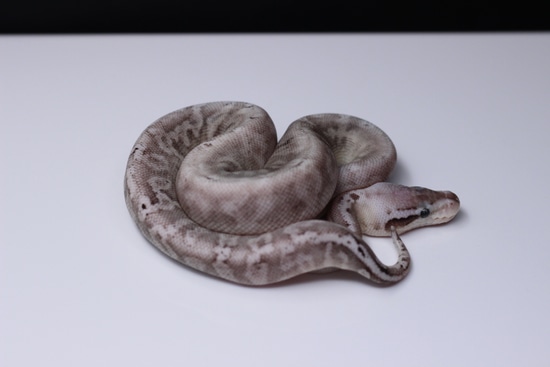 Ghi Black Pewter Vpi Axanthic Ball Python by Mario's Morphs