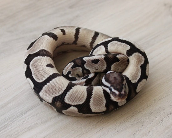 Orange Dream Sulfur Vpi Axanthic Ball Python by Mario's Morphs