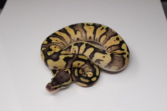 Super Pastel Orange Dream Het Pied Ball Python by Mario's Morphs