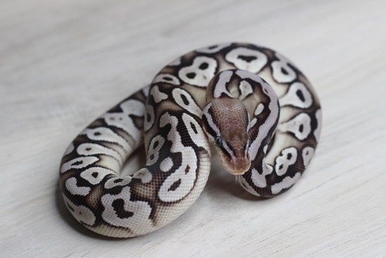 Pastel Mojave Vpi Axanthic Ball Python by Mario's Morphs