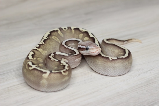Ghi Pastel Mojave Sulfur Pos Yb Pos Cypress Het Vpi Axanthic Ball ...