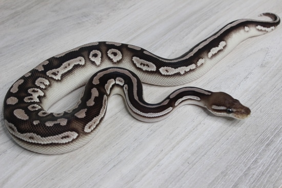 Black Pastel Mojave Orange Dream Vpi Axanthic Ball Python by Mario's Morphs