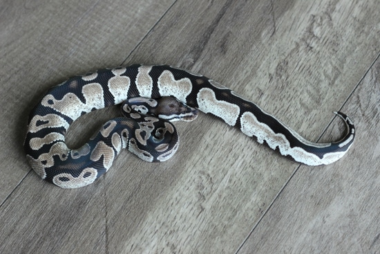 Calico Vpi Axanthic Ball Python by Mario's Morphs