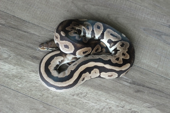 Orange Dream Black Pastel Vpi Axanthic Ball Python by Mario's Morphs