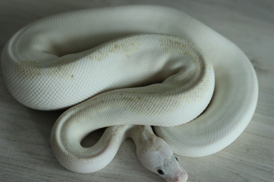 Super Sulfur Vpi Axanthic Ball Python by Mario's Morphs