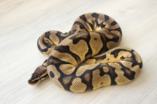 Pastel Het Vpi Axanthic Het Pied Ball Python by Mario's Morphs