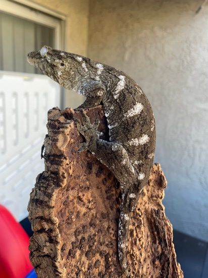 Grand Terre Mt. Koghis Leachianus Gecko by Unforeseen Exotics