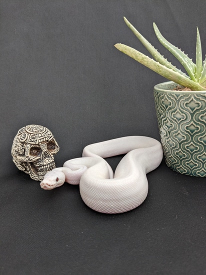 BEL) Lesser, Mojave Pss.ghi Pinstripe 05 Ball Python by Mcj Pythons