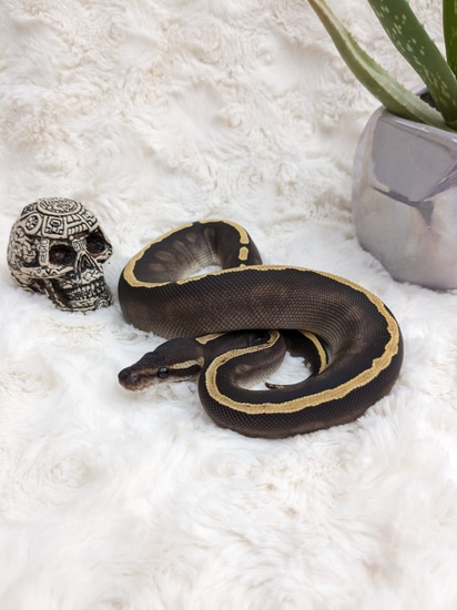 Mojave GHI Ball Python by Mcj Pythons