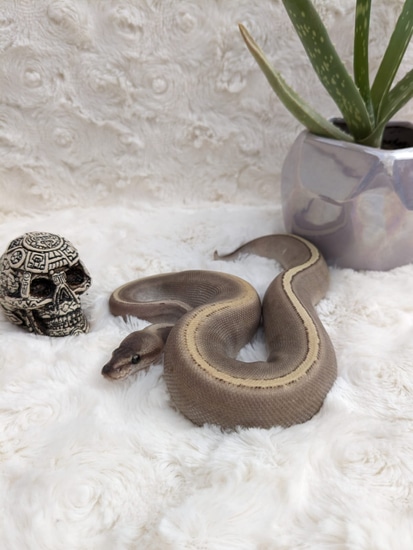 Mojave GHI Pinstripe Ball Python by Mcj Pythons