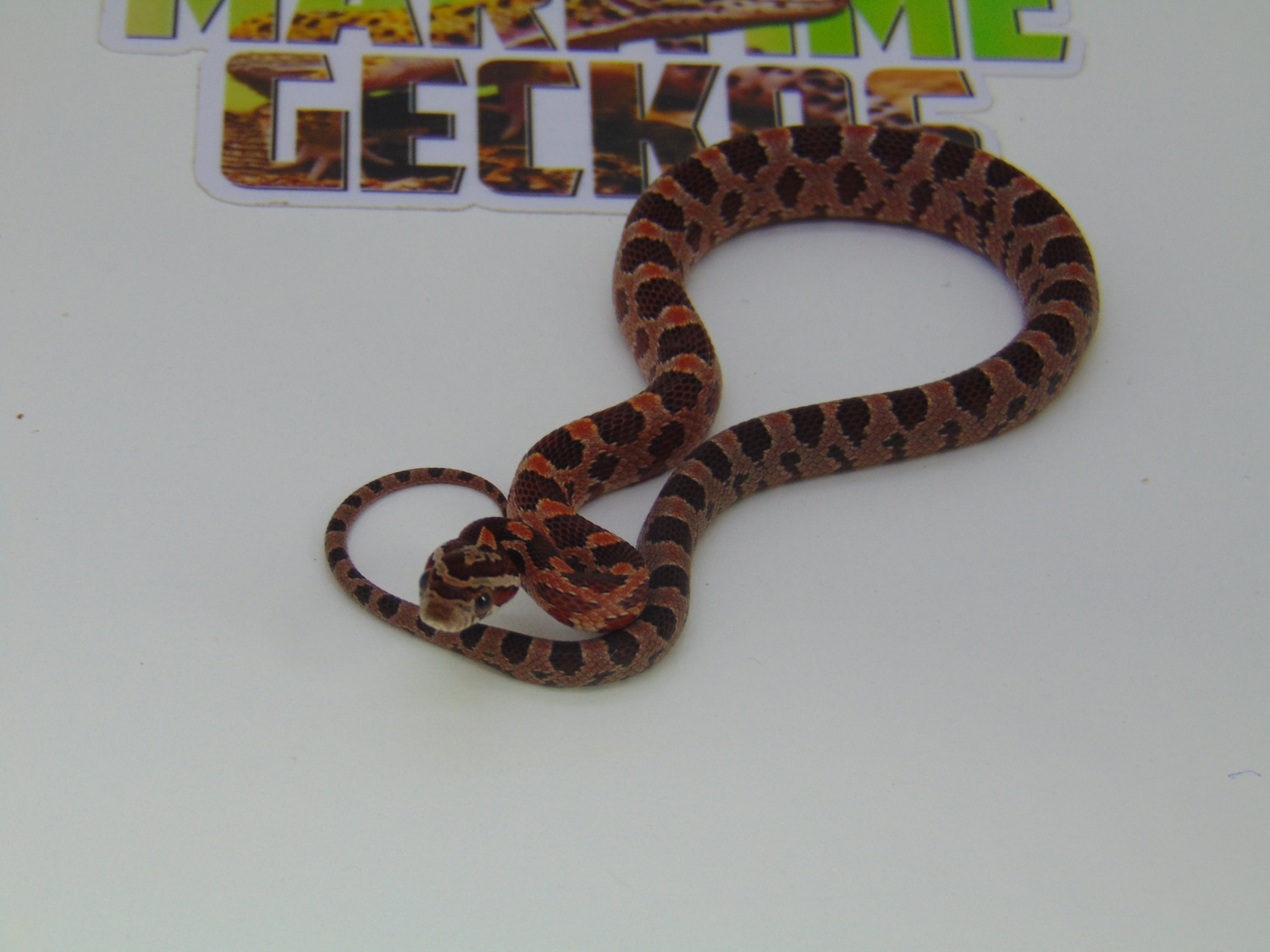 Het Amel & Anery Okeetee Corn Snake by Maritime Geckos - MorphMarket