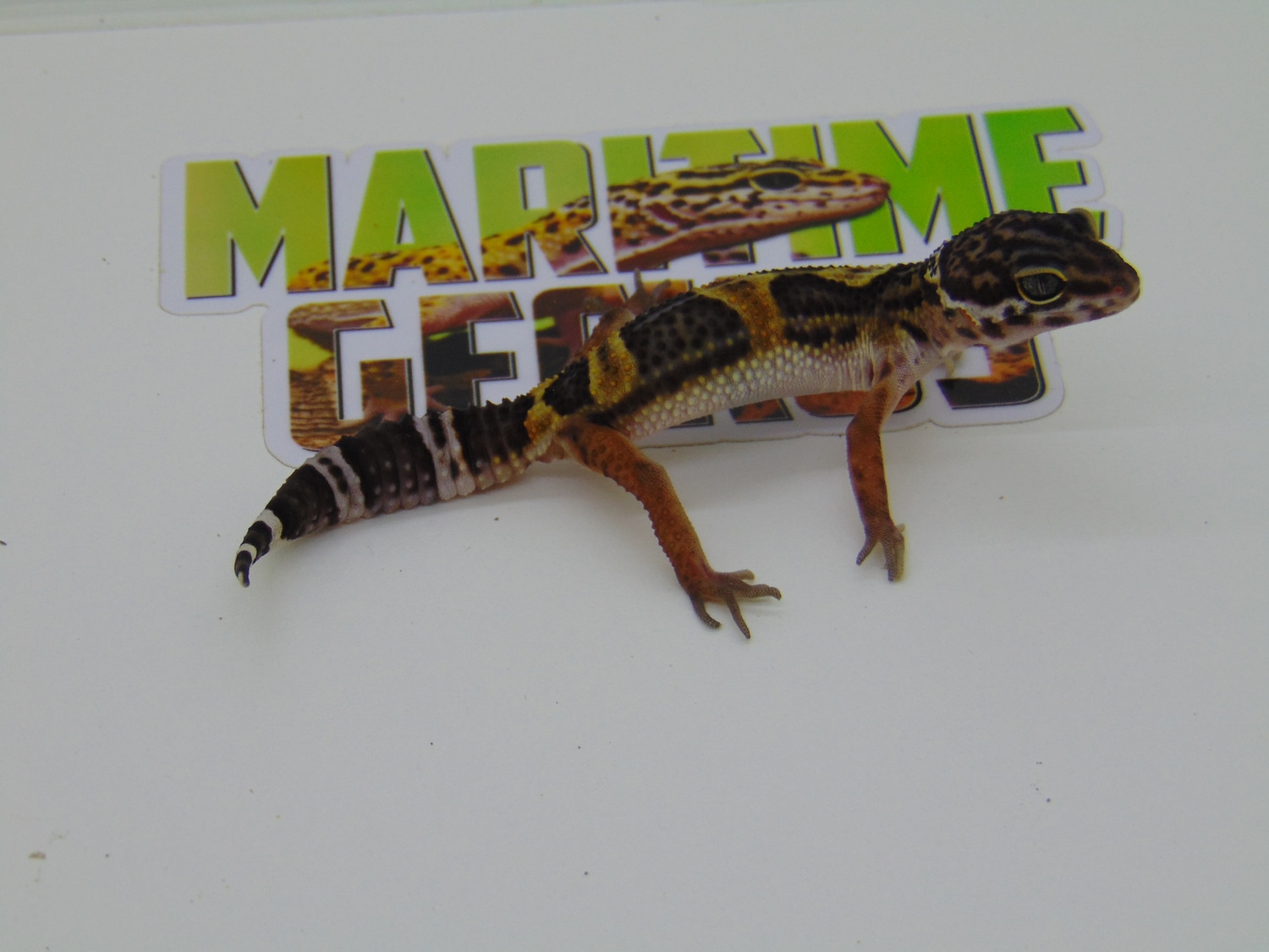 Black Knight Tangerine, TSF Leopard Gecko by Maritime Geckos - MorphMarket