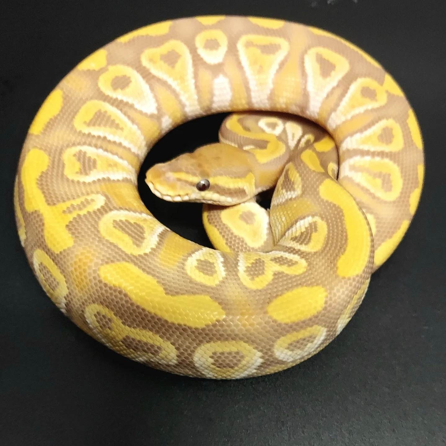Enchi Mojave Ultramel Ball Python by Old skool exotics - MorphMarket