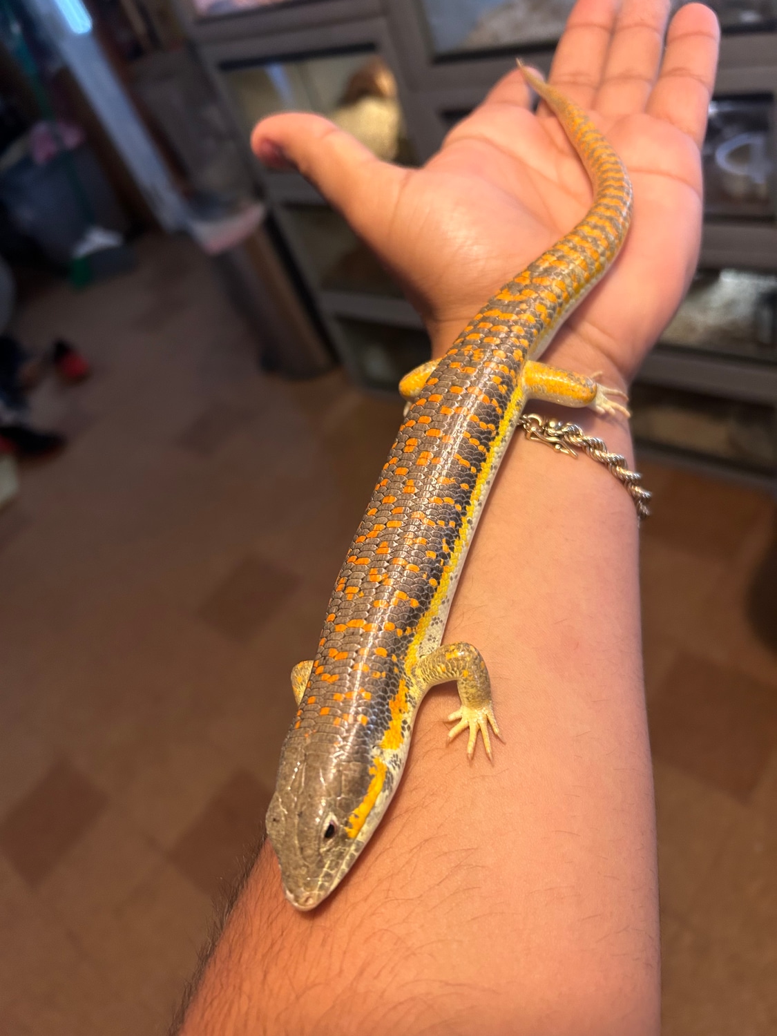 Schneiders Skinks Pair Other Skink by M&C Reptile - MorphMarket