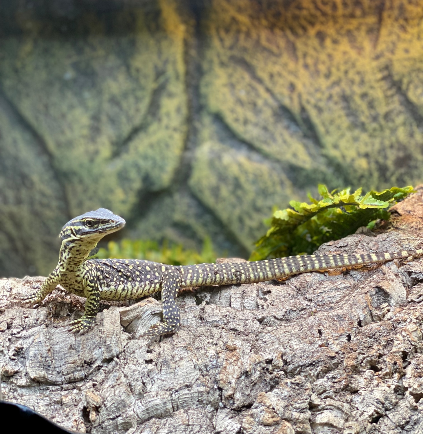 Argus Monitor Other Monitor by MG Exotics - MorphMarket