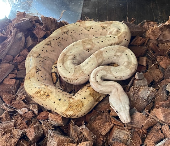 Hog Island Boa Constrictor by West Coast Iguana / Locality Boa's