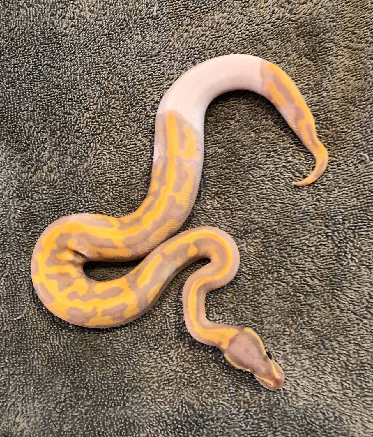 Banana Pied Ball Python by Jebediah’s reptiles - MorphMarket