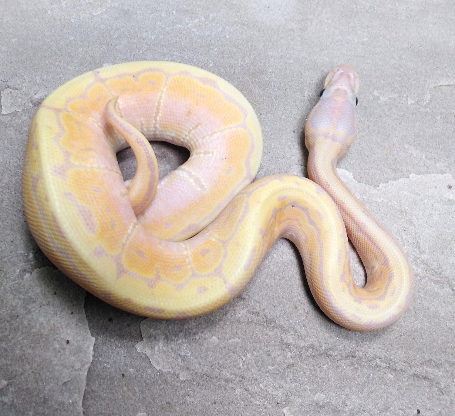 Banana Pinstripe Ball Python by Paige's Pythons LLC - MorphMarket