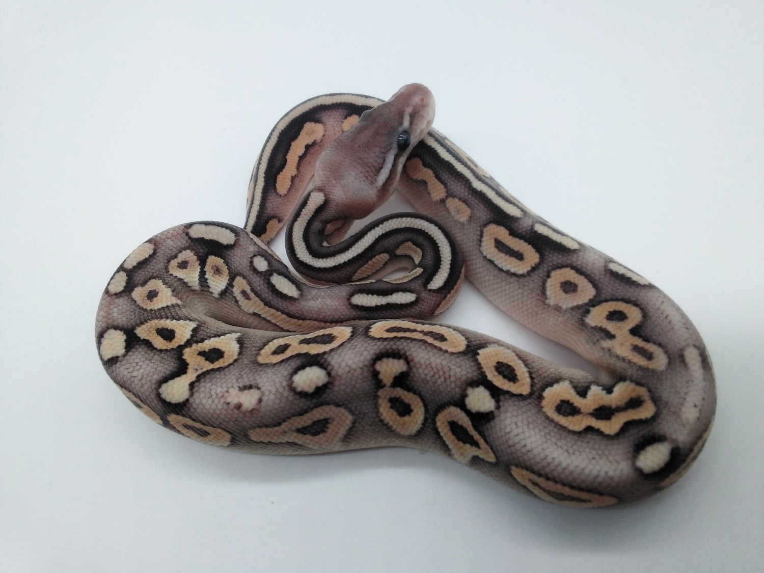 Pastel Savannah Ball Python by Paige's Pythons LLC - MorphMarket