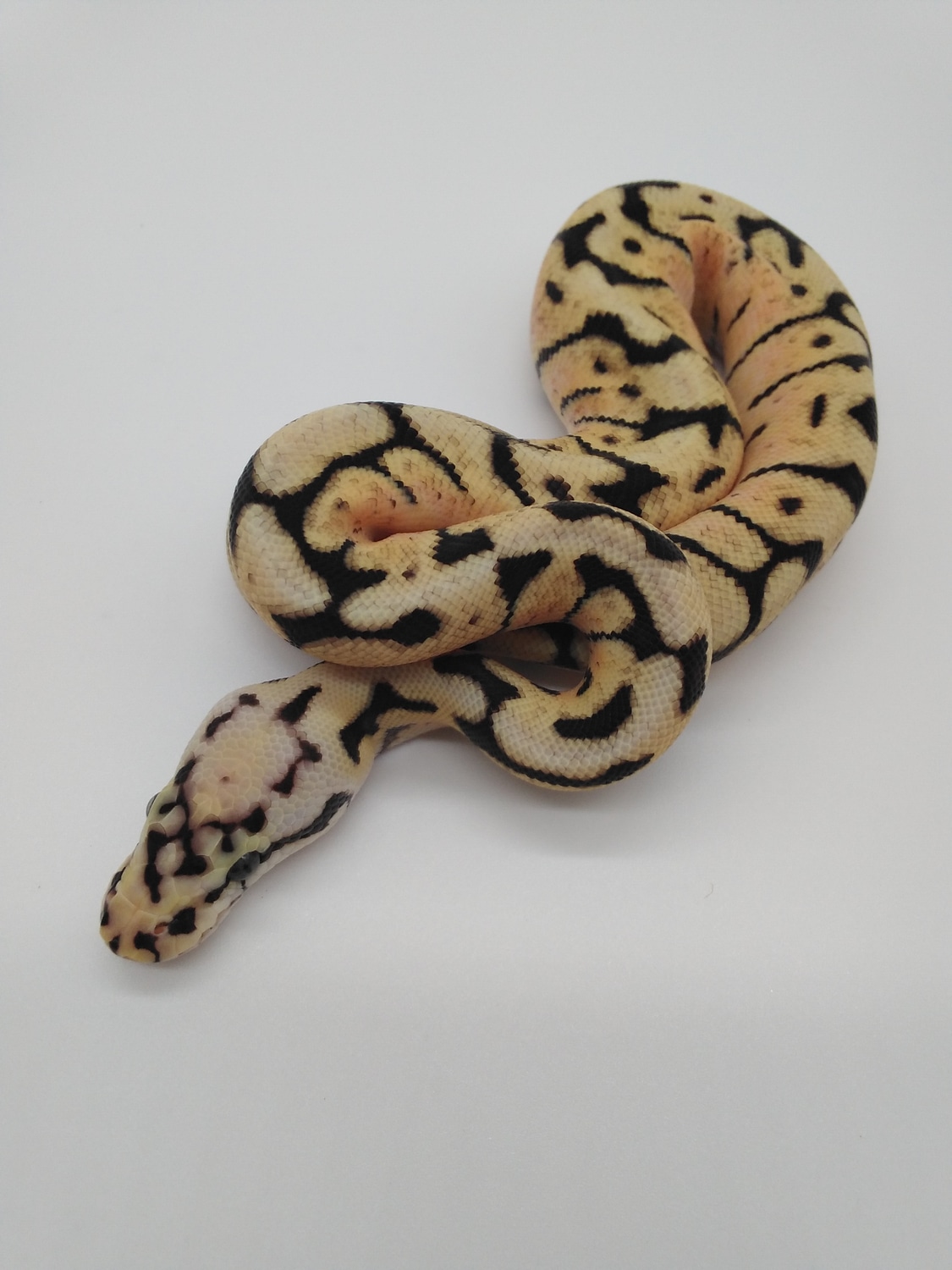 Bumblebee 100 Percent Het Clown (Shipping Included) Ball Python by Paige's Pythons LLC - MorphMarket