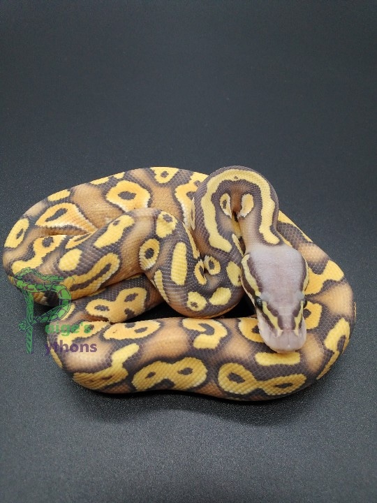 Pastel Mojave Yellow Belly Ball Python by Paige's Pythons LLC - MorphMarket