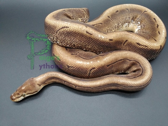 Proven Breeder Spinner Ball Python by Paige's Pythons