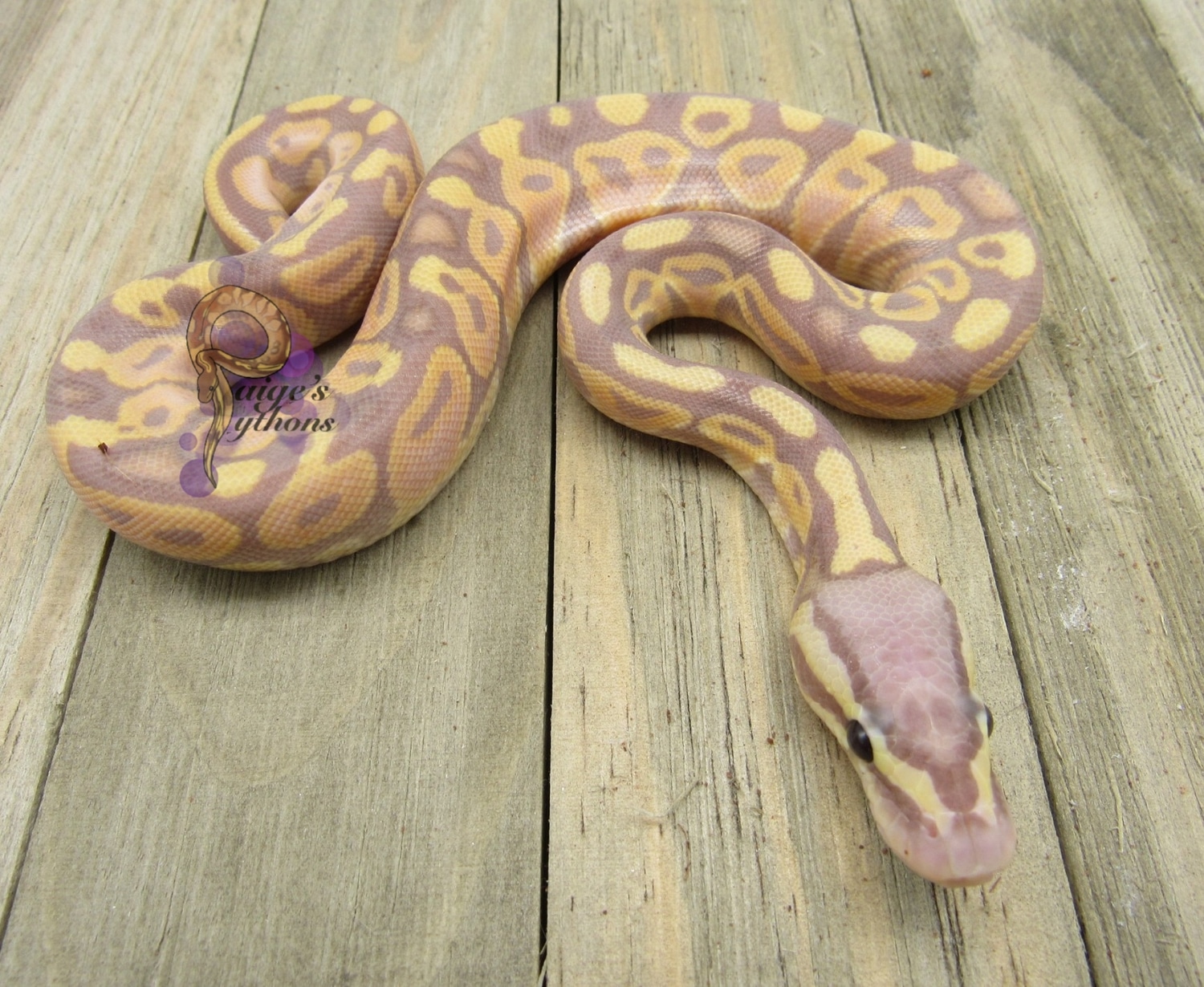 Banana Pastel Ball Python by Paige's Pythons LLC - MorphMarket