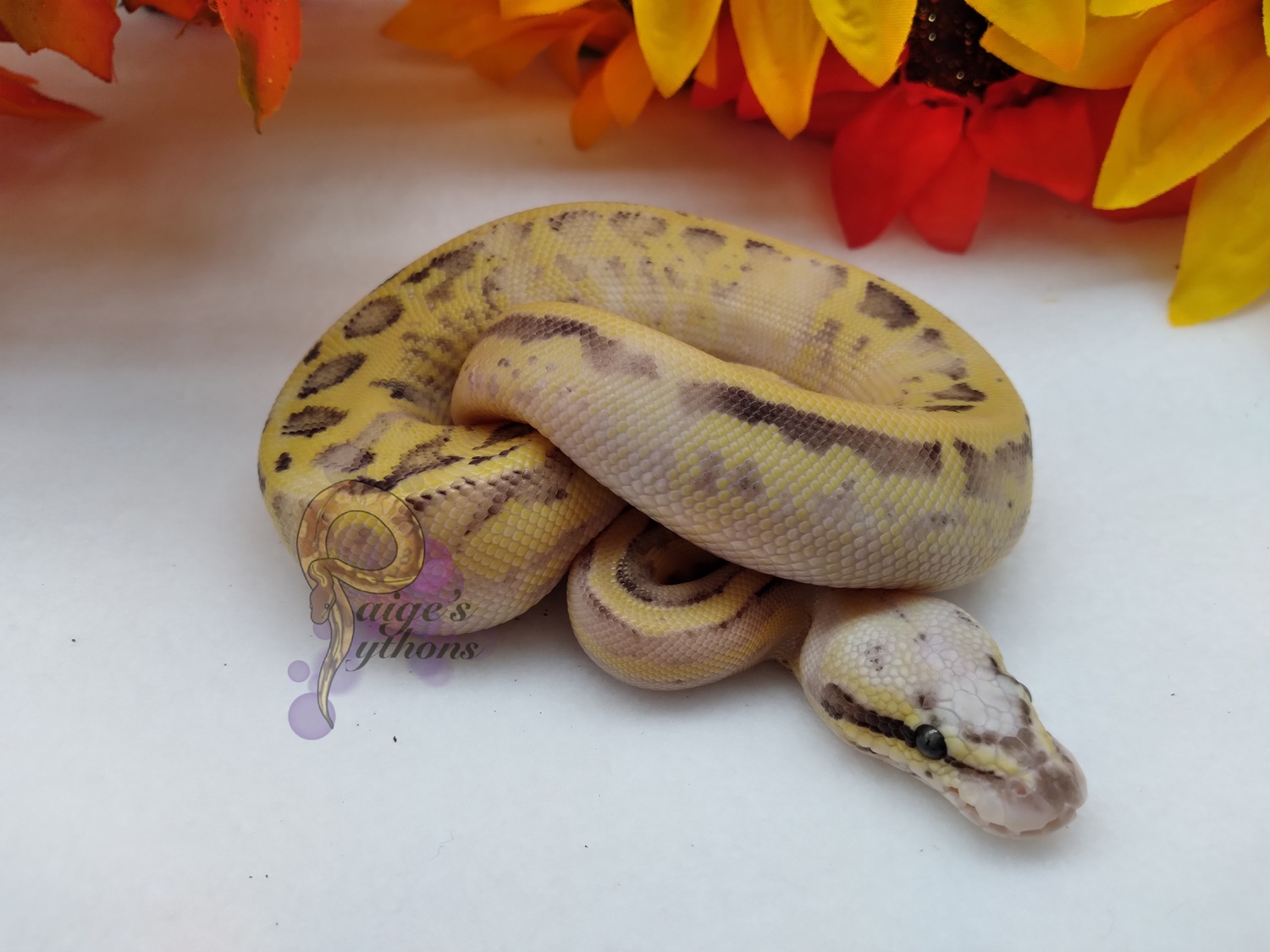 Leopard Vanilla Scream Ball Python by Paige's Pythons LLC - MorphMarket