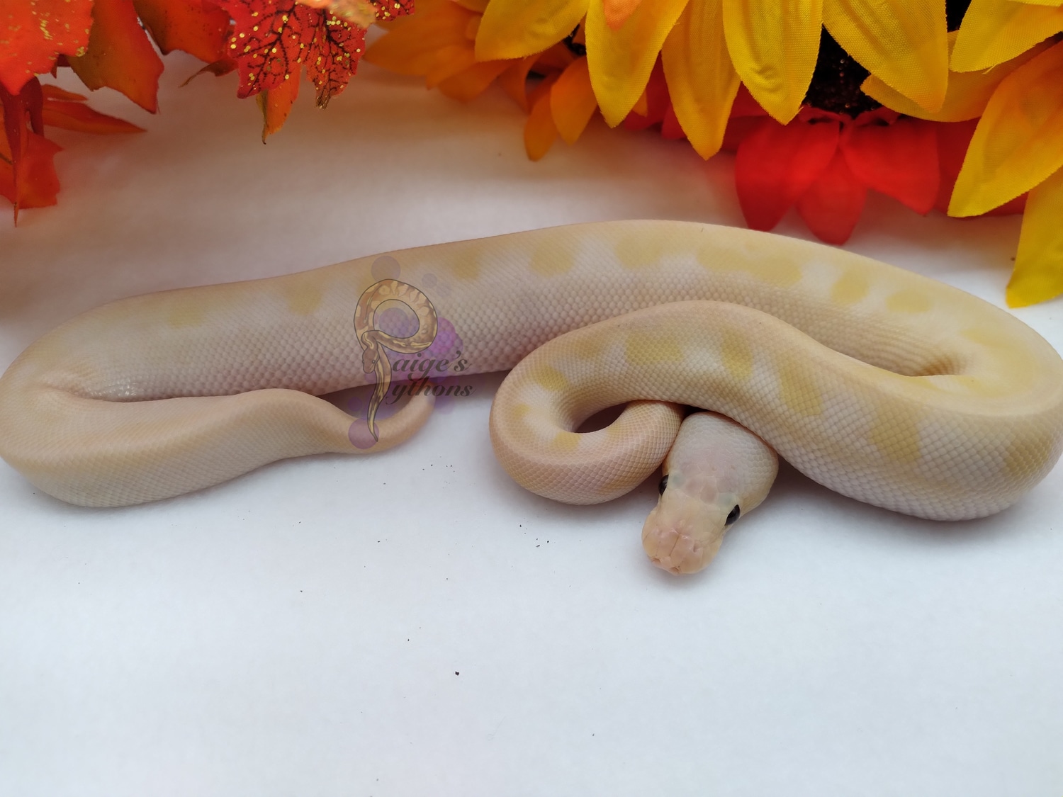 Banana Champagne Pastel Ball Python by Paige's Pythons LLC - MorphMarket