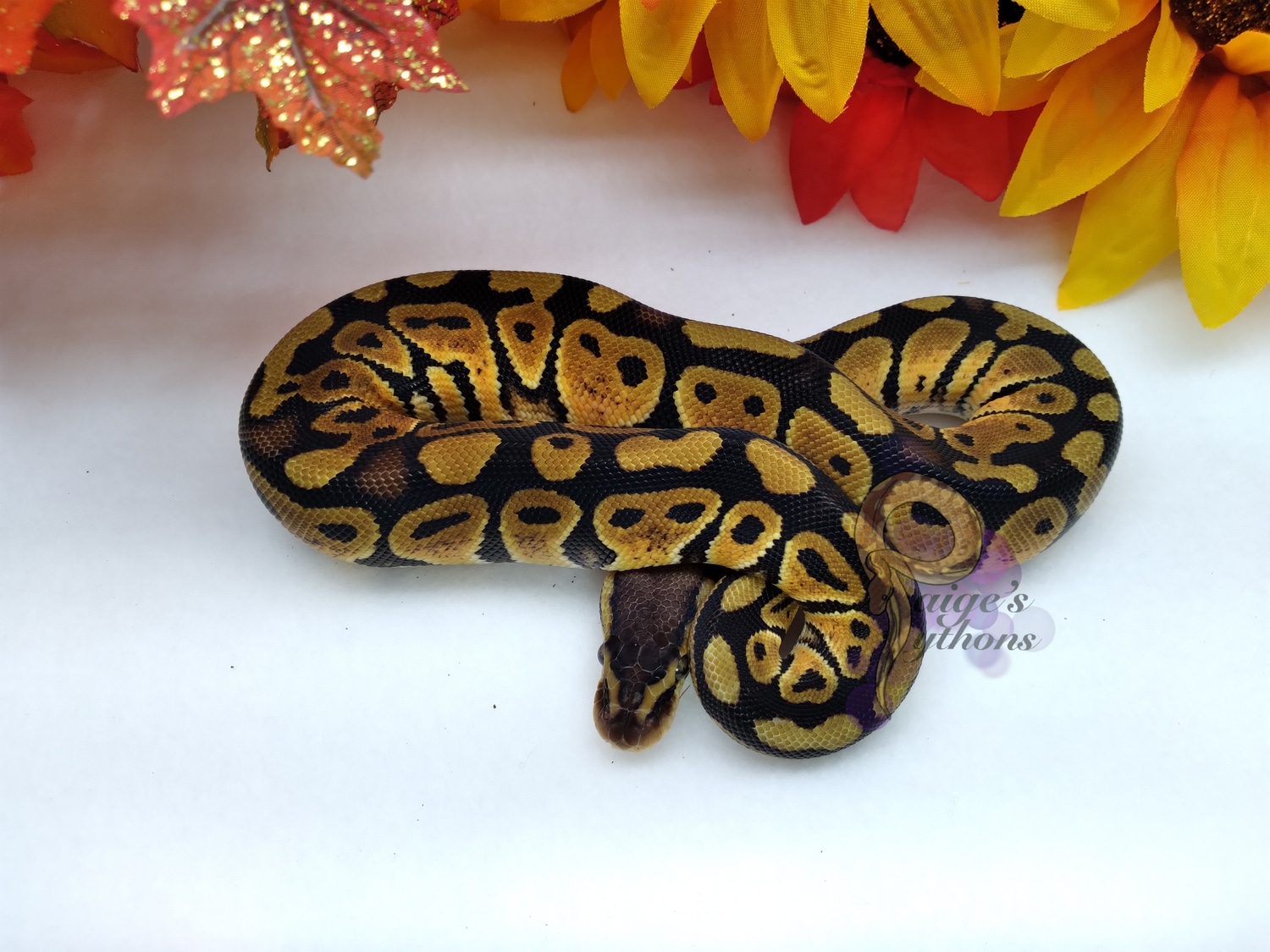 Pastel Ball Python by Paige's Pythons LLC - MorphMarket