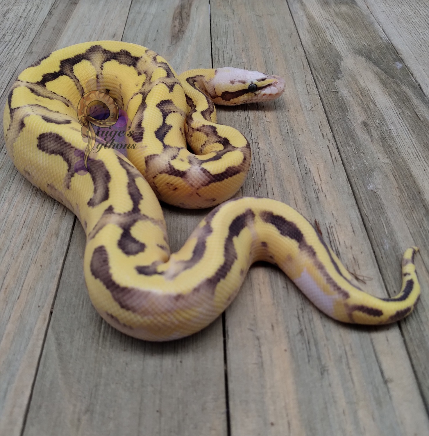 Vanilla Scream Ball Python by Paige's Pythons LLC - MorphMarket