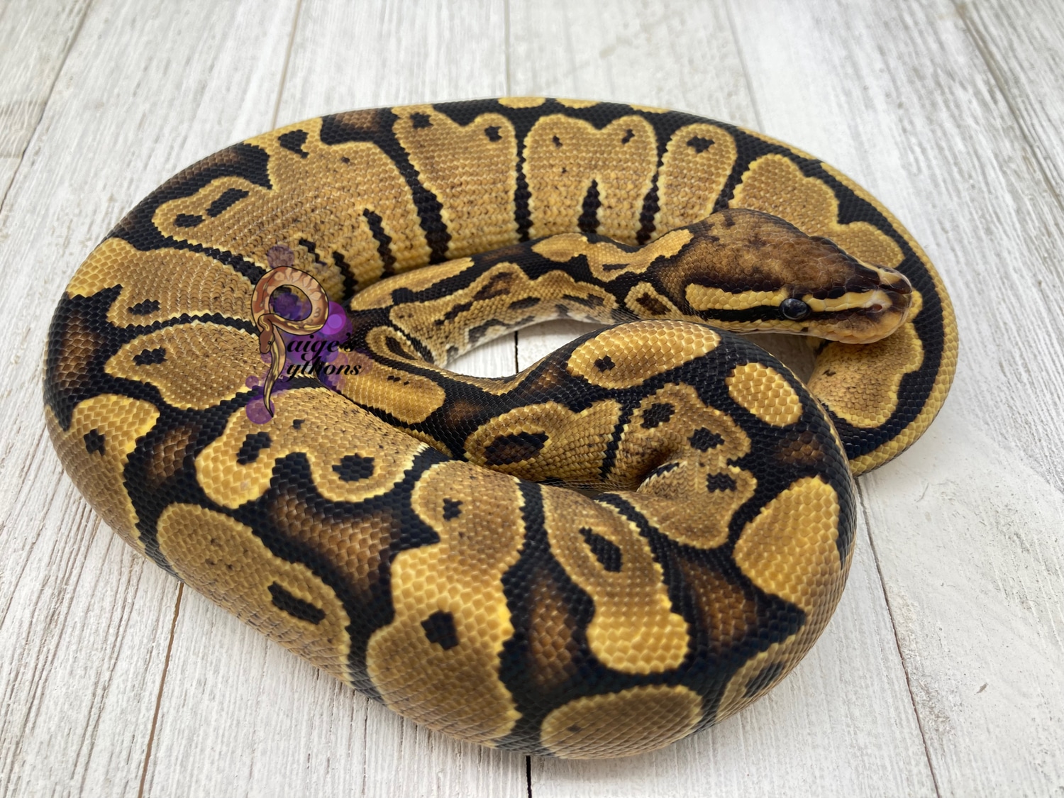 Vanilla Ball Python by Paige's Pythons LLC - MorphMarket