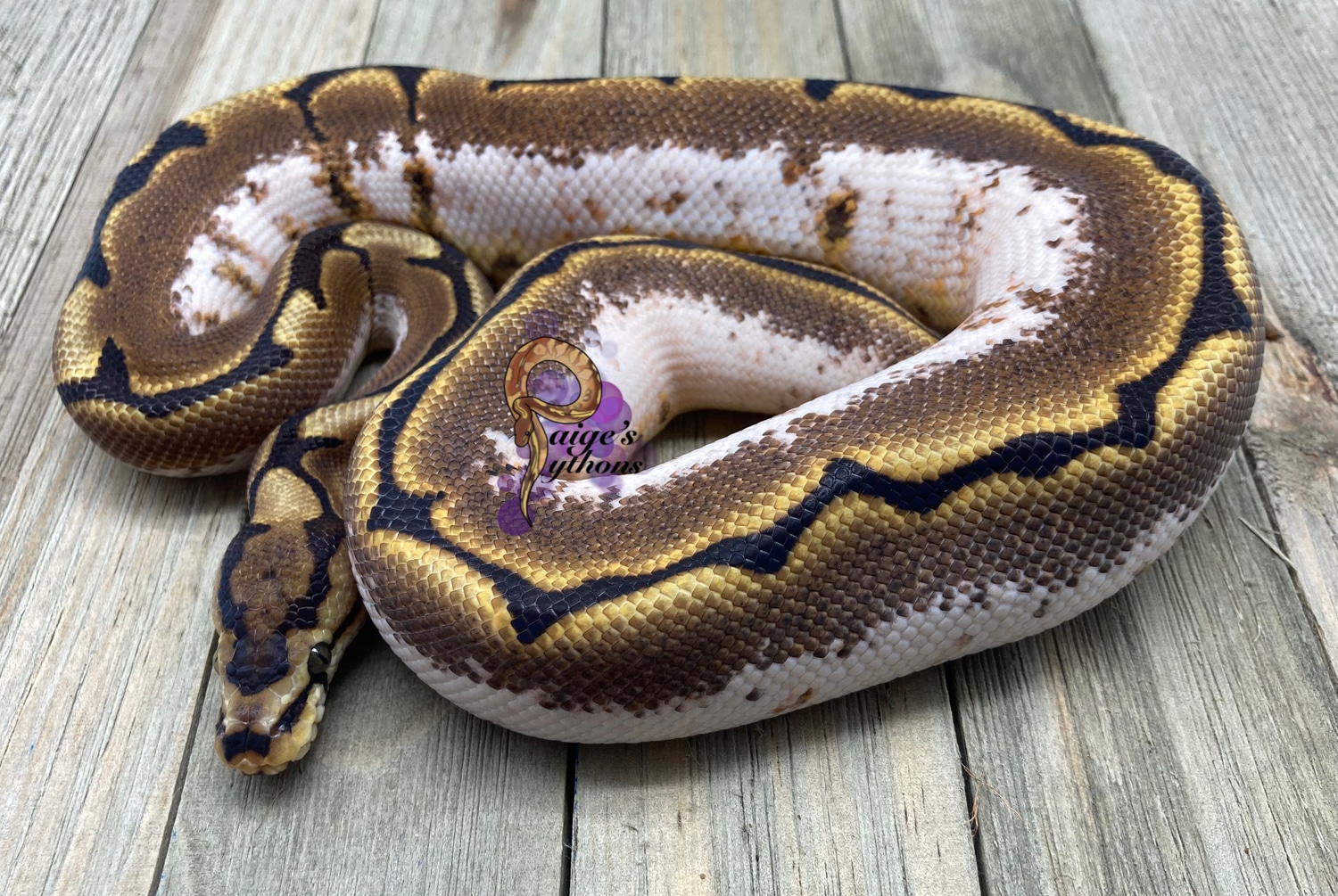 Spider Calico Yellow Belly Ball Python by Paige's Pythons LLC - MorphMarket