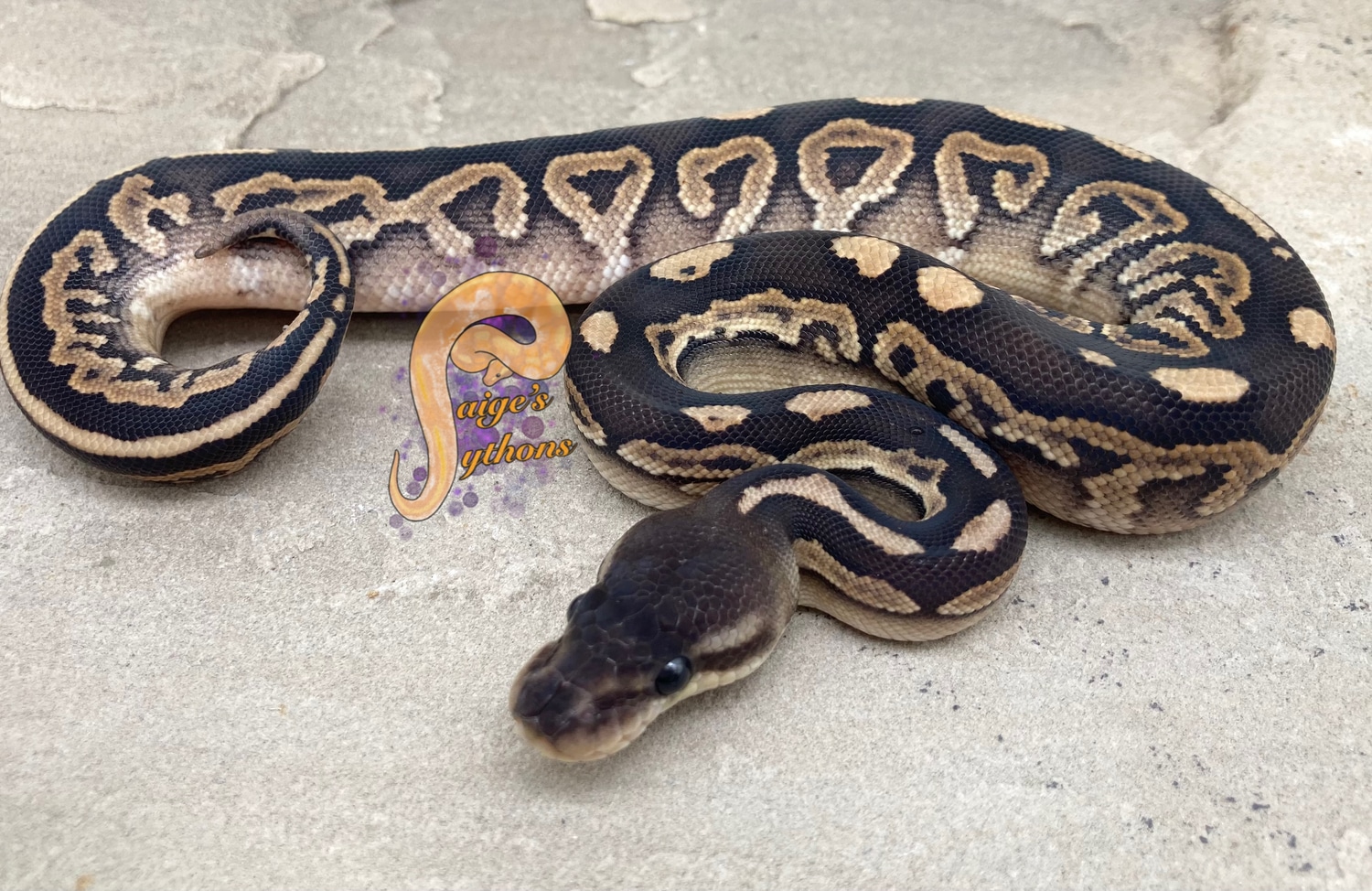 Mystic Mahogany Ball Python by Paige's Pythons LLC - MorphMarket