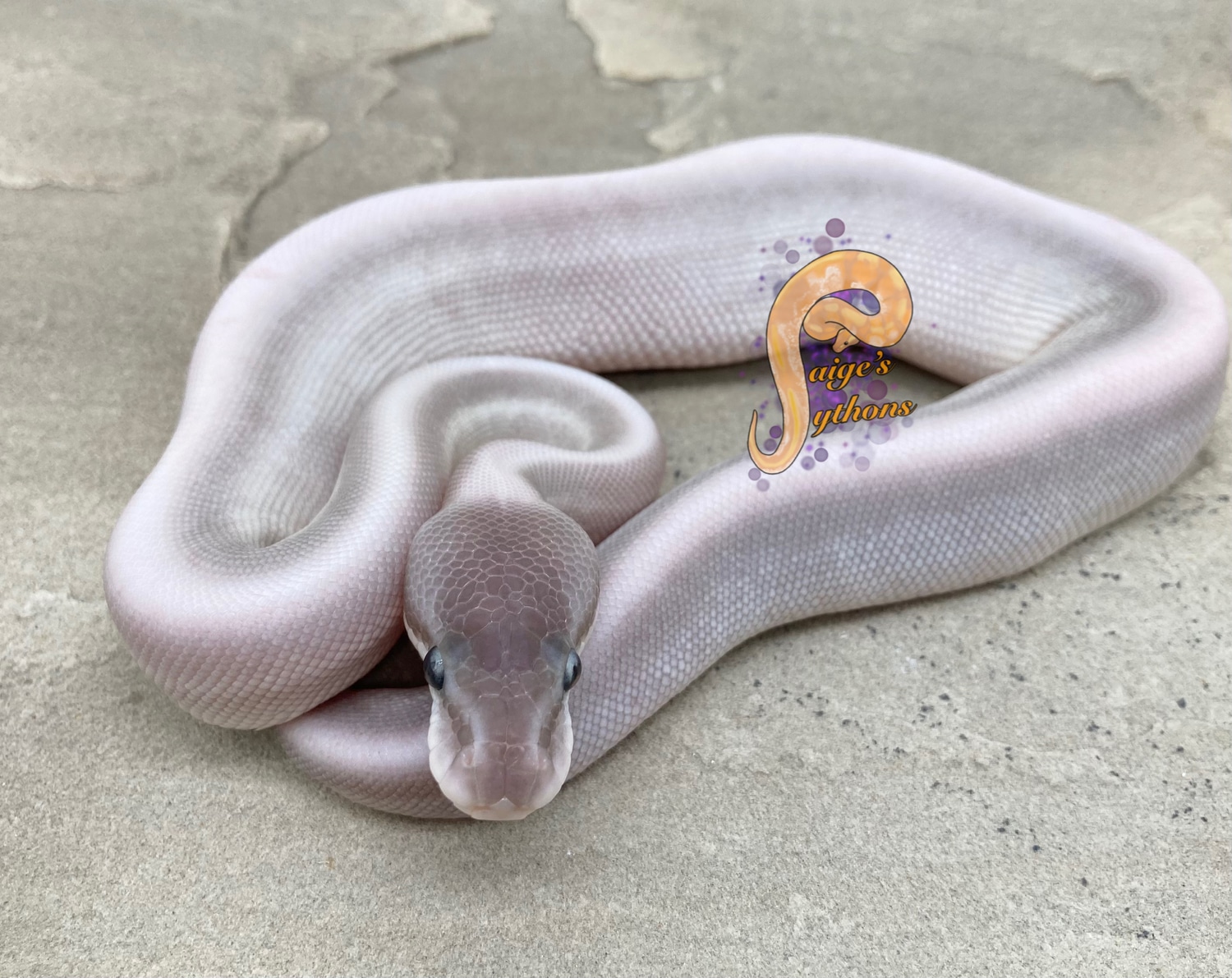 Mystic Potion Plus Ball Python by Paige's Pythons LLC - MorphMarket