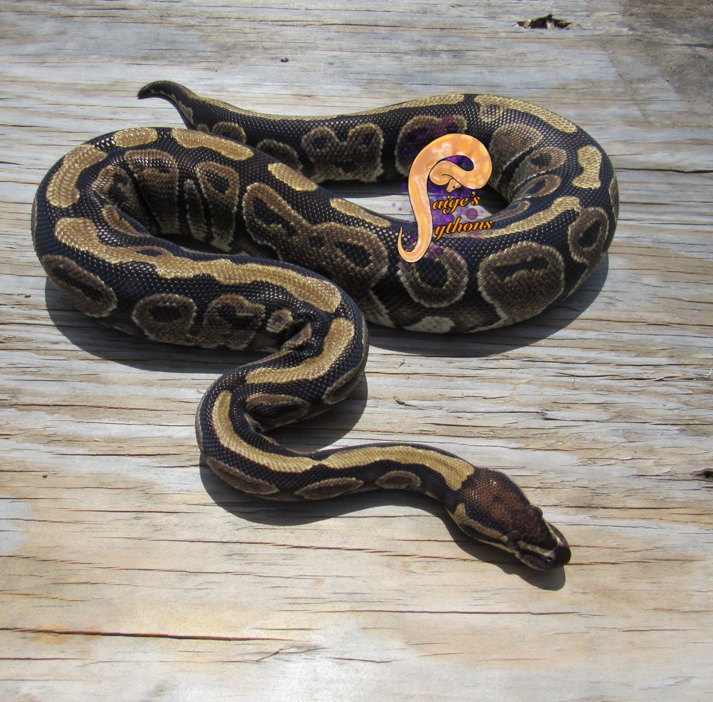 Specter Subadult Ball Python by Paige's Pythons LLC - MorphMarket