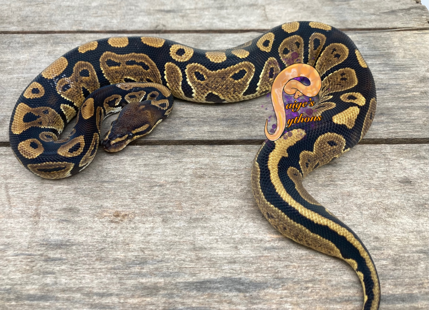 Mahogany Ball Python by Paige's Pythons LLC - MorphMarket