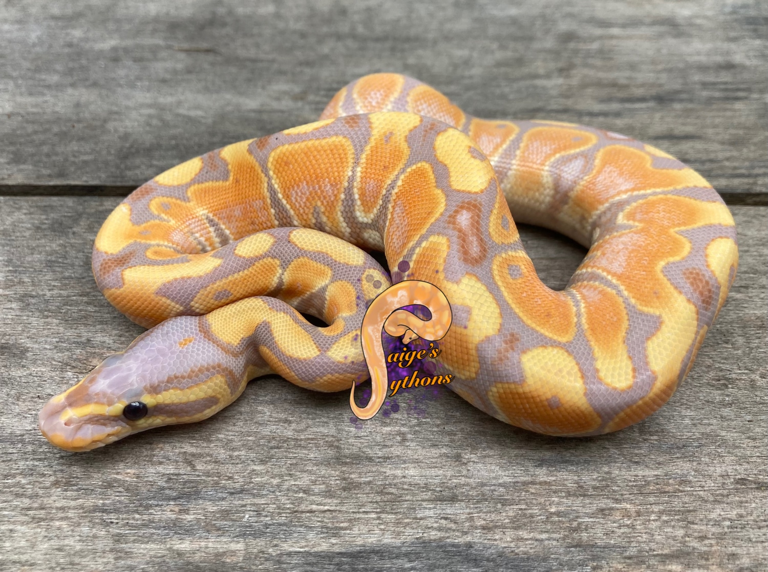 Female Banana Ball Python by Paige's Pythons LLC - MorphMarket