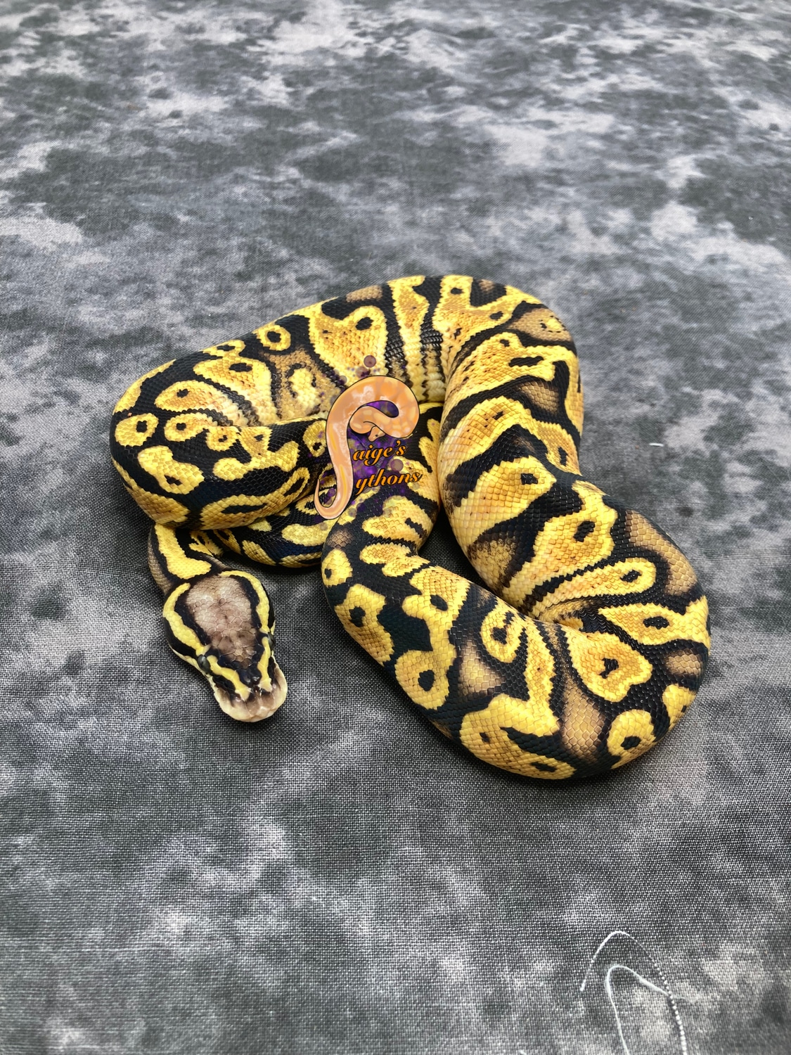 Pastel Possible Yellow Belly Het Clown Ball Python by Paige's Pythons ...