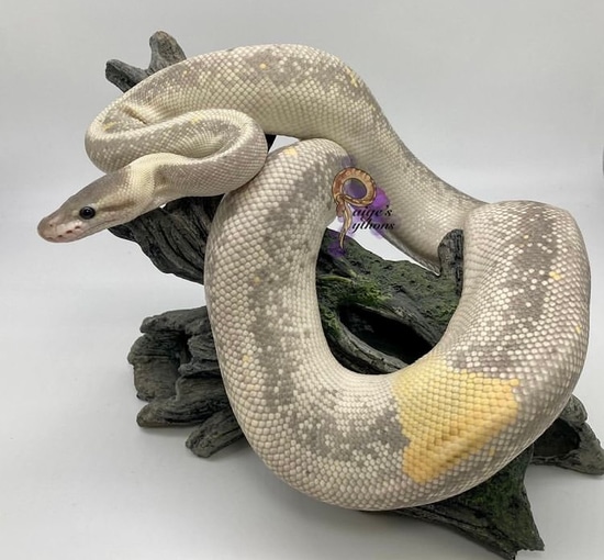 Hypo Pastel Butter 🎱 Breeder Ball Python by Paige's Pythons