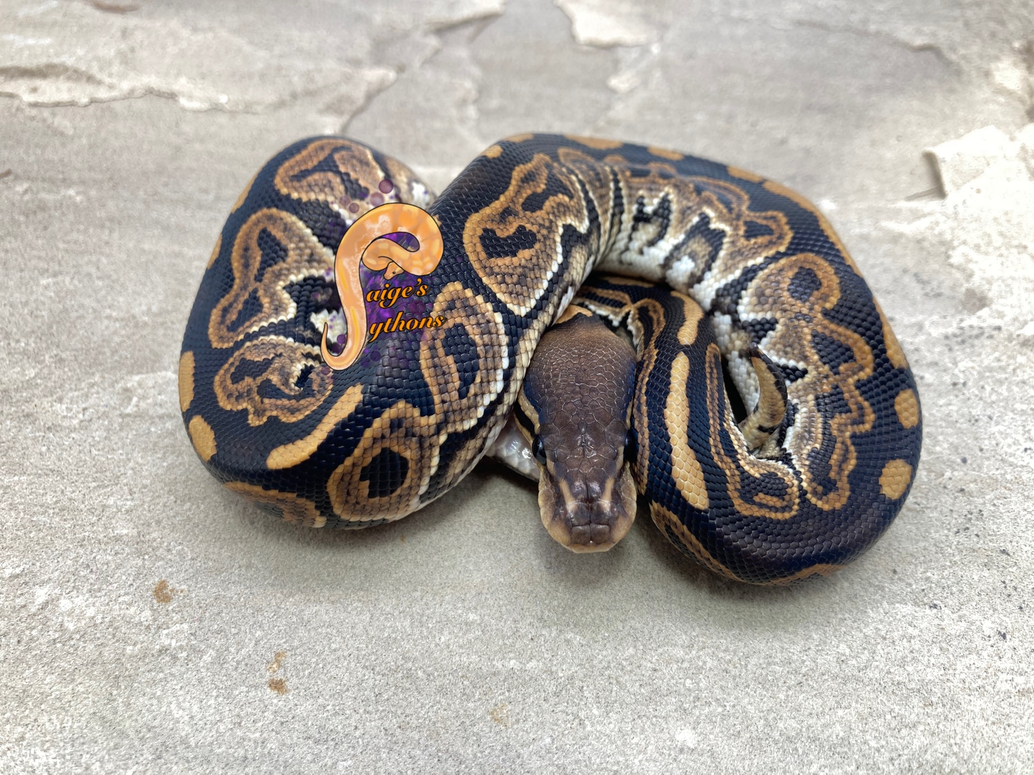 Black Pastel 💯 Het Hypo Ball Python by Paige's Pythons LLC - MorphMarket