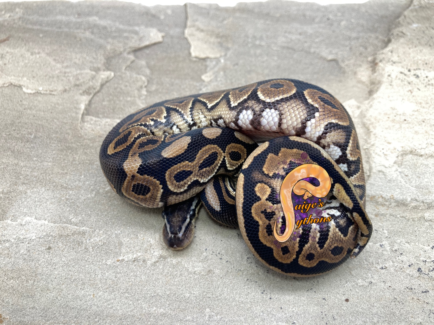 Cinnamon 💯 Het Hypo Ball Python by Paige's Pythons LLC - MorphMarket
