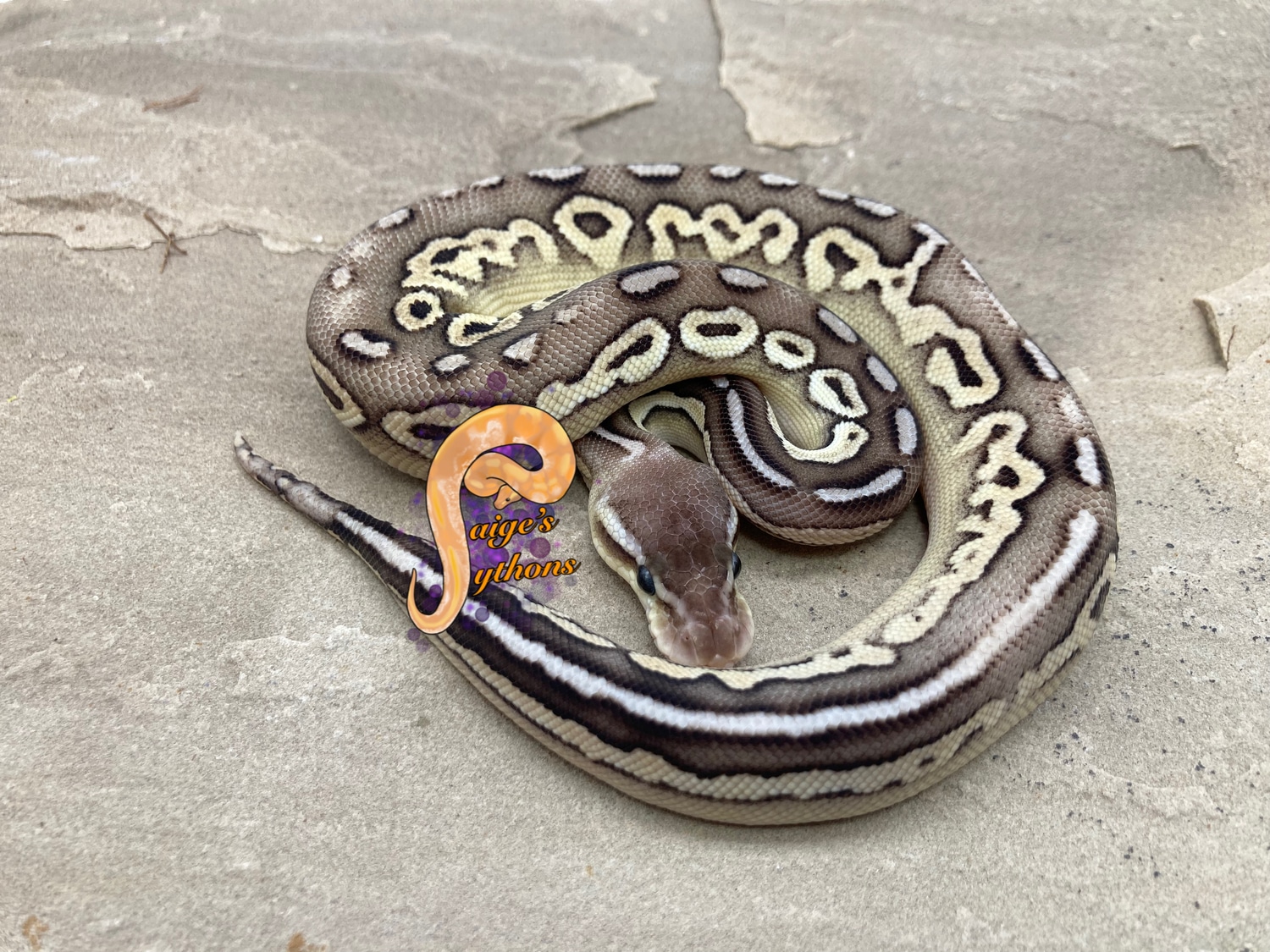 Black Pastel Or Cinnamon Butter Pastel 💯 Het Hypo Ball Python by Paige ...
