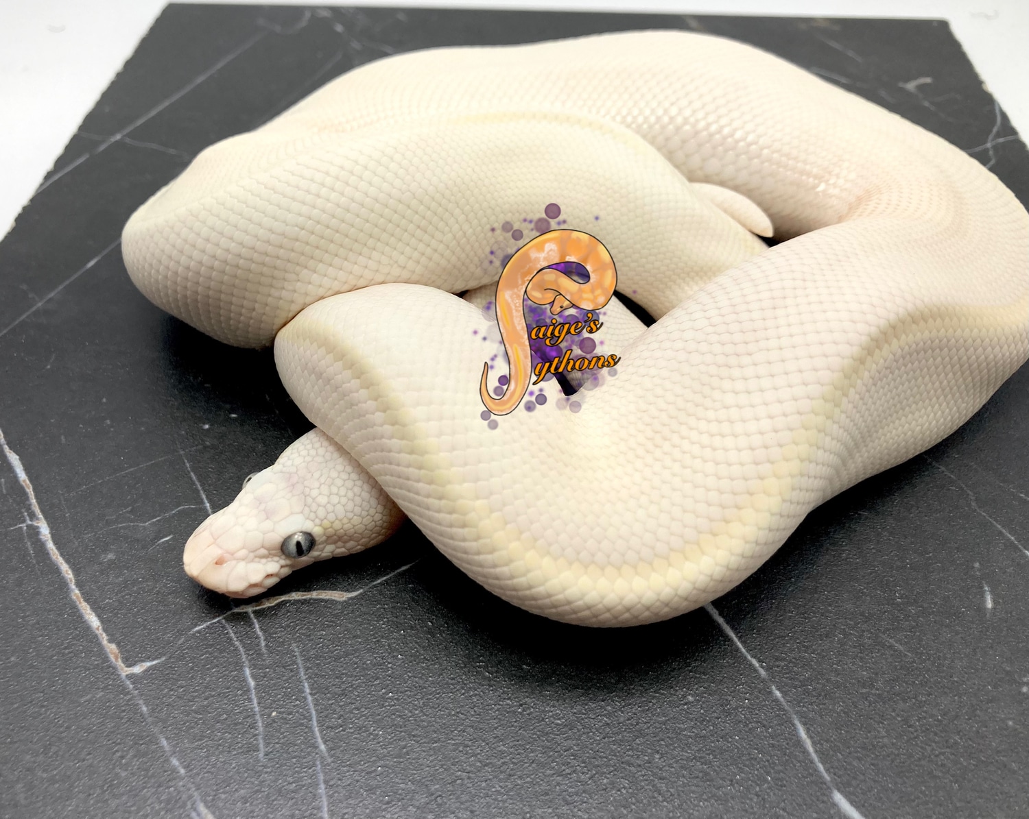 Mystic Lesser BEL Ball Python by Paige's Pythons LLC - MorphMarket
